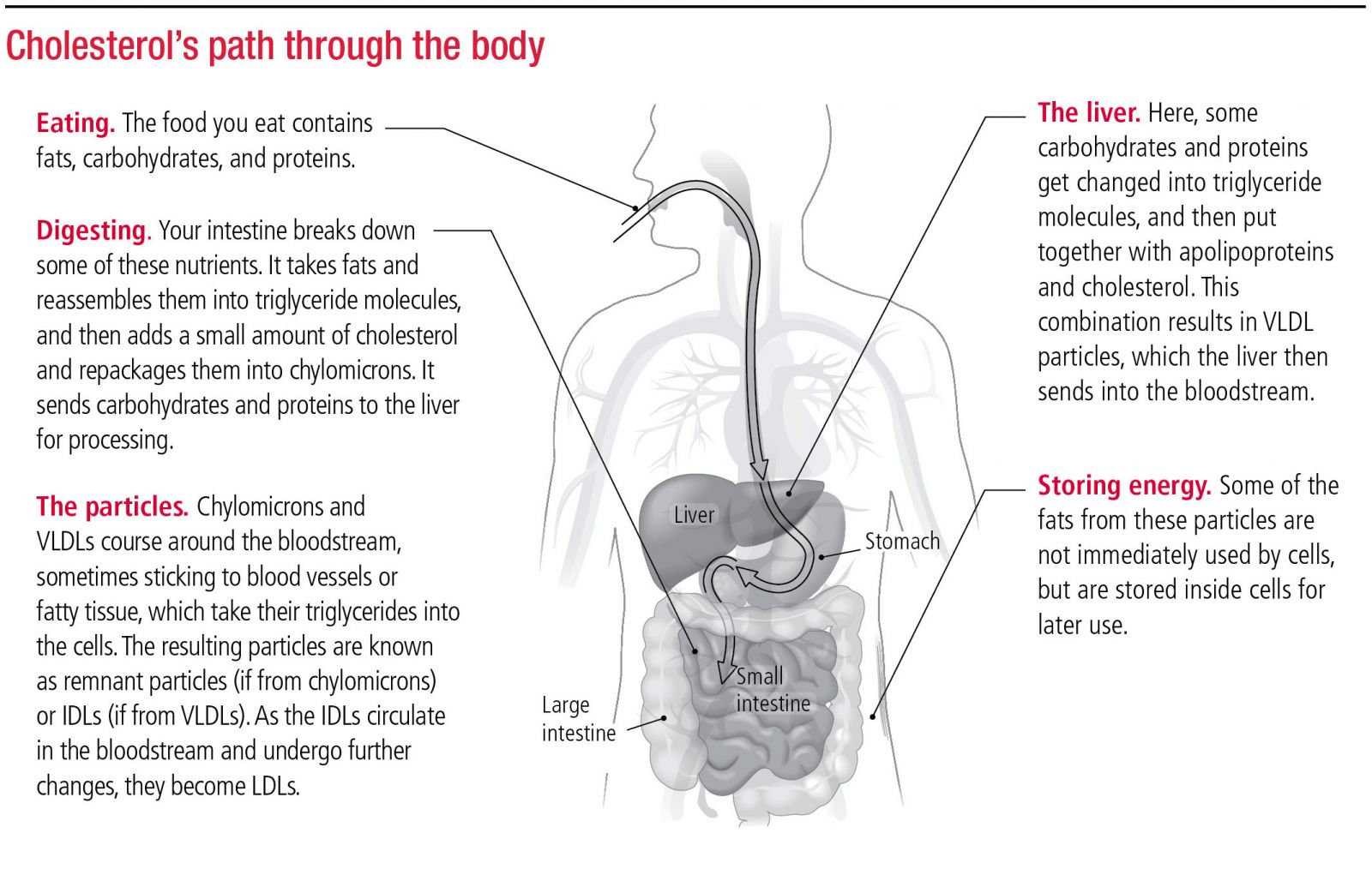 What does your gallbladder do in your body. Gallbladder Function and ...